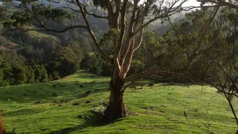 Stunning Shot Of Big Magical Green Tree ... | Stock Video | Pond5