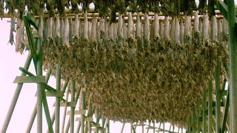 Stunning shot of fish drying in Reine, t... | Stock Video | Pond5