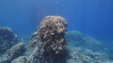 Stunning underwater coral reef pinnacle ... | Stock Video | Pond5