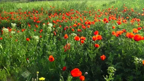 Landscape Display Stock Videos – Royalty-Free HD & 4K Videos