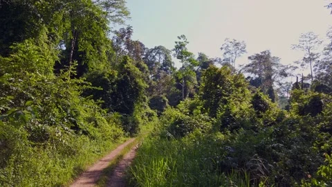 Stunning view from a 4x4 vehicle of prim... | Stock Video | Pond5