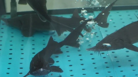 Anadromous Fish Stock Video Footage | Royalty Free Anadromous Fish ...