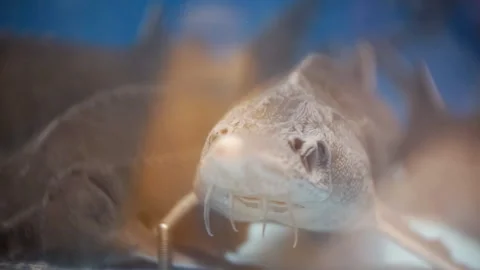 Fish Donde E Stock Videos – Royalty-Free HD & 4K Videos | Pond5