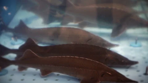 Fish Donde E Stock Videos – Royalty-Free HD & 4K Videos | Pond5