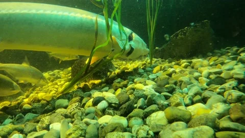 sturgeon freshwater fish that also are i... | Stock Video | Pond5