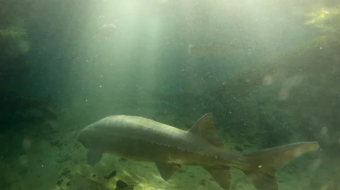 Dinosaur Swimming Stock Videos – Royalty-Free HD & 4K Videos