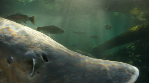 Dinosaur Swimming Stock Videos – Royalty-Free HD & 4K Videos