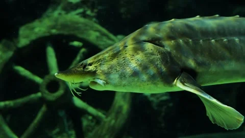 Green Aquarium Texture Stock Videos – Royalty-Free HD & 4K Videos | Pond5