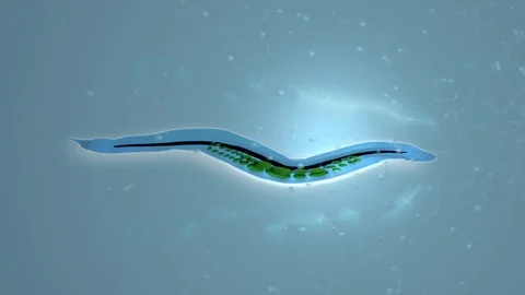 Stylized depiction of microscopic worm C... | Stock Video | Pond5