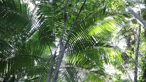 Sub coastal rainforest tree top canopy v... | Stock Video | Pond5