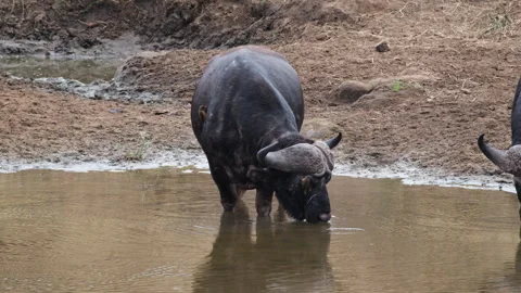 Sub-Saharan African Bovine. African Buff... | Stock Video | Pond5