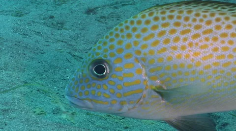 Diagramma Pictum Stock Videos – Royalty-Free HD & 4K Videos | Pond5