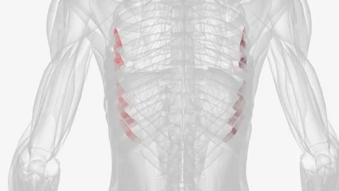 Subcostal muscles are the thin muscles f... | Stock Video | Pond5