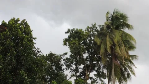 Shake Shcks Stock Videos – Royalty-Free HD & 4K Videos | Pond5