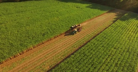 Sugarcane Stock Footage ~ Royalty Free Stock Videos | Pond5