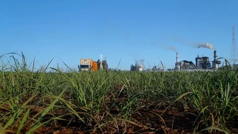 Sugar Cane Waste Stock Video Footage | Royalty Free Sugar Cane Waste ...