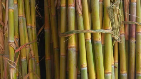 Sugar cane juice. Bunch of sugar cane st... | Stock Video | Pond5