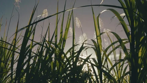 Cane Dance Stock Footage ~ Royalty Free Stock Videos | Pond5