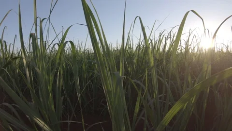 sugar cane plantation farm sunset usine ... | Stock Video | Pond5