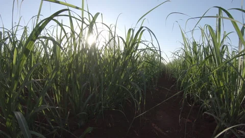 sugar cane plantation farm sunset usine ... | Stock Video | Pond5