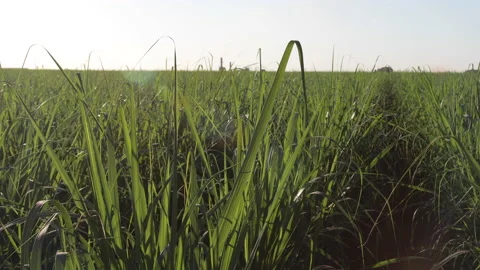 sugar cane plantation farm sunset usine ... | Stock Video | Pond5