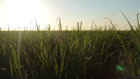 sugar cane plantation farm sunset usine ... | Stock Video | Pond5