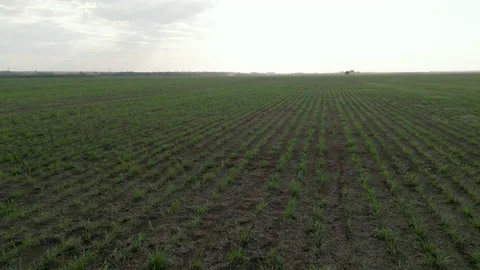 sugar cane plantation farm sunset usine ... | Stock Video | Pond5