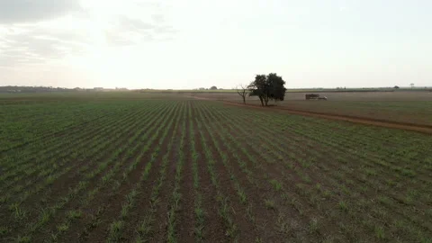 sugar cane plantation farm sunset usine ... | Stock Video | Pond5