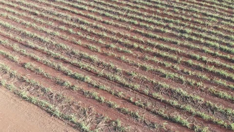 Sugar Cane Full Stock Videos – Royalty-Free HD & 4K Videos | Pond5