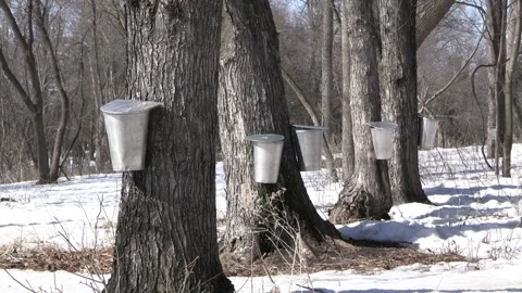 Sugar Maple Grove Stand of Trees Tapped ... | Stock Video | Pond5