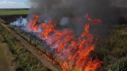 Sugarcane Burn | Stock Video | Pond5