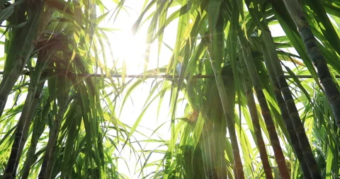 Sugarcane plants blowing in the wind at ... | Stock Video | Pond5