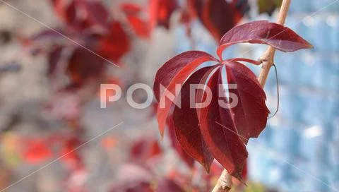 Sumah tree branch with red yellow leaves on an autumn day Stock Image ...