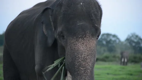 Sumatran Elephant with Freckles and One ... | Stock Video | Pond5