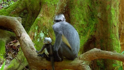 Monkey D Thomas Stock Videos – Royalty-Free HD & 4K Videos