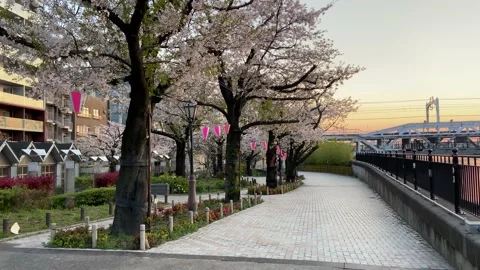 Sumida Park Cherry blossom | Stock Video | Pond5