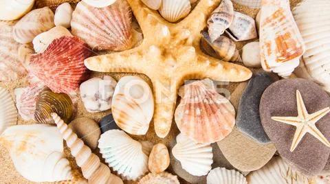Summer background. Sea shells with sand as background ~ Premium Photo ...