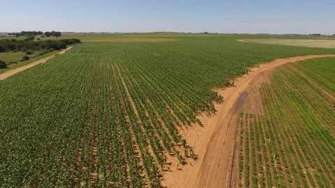 Summer Corn Crops Growing in Pivot Irrig... | Stock Video | Pond5