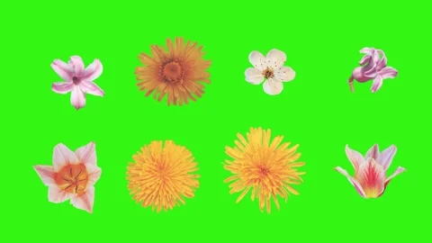 Summer flowers animation elements, chrom... | Stock Video | Pond5