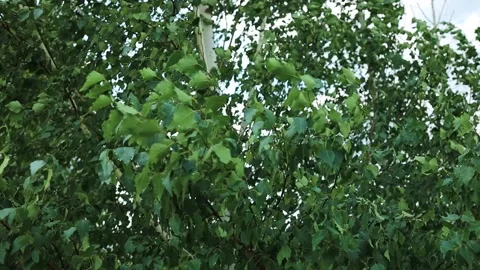 Lowes Weather Closings Stock Videos – Royalty-Free HD & 4K Videos