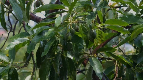 Fox 9 Wather Stock Videos – Royalty-Free HD & 4K Videos