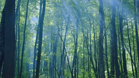 Summer sun rays shimmer. Forest at sunri... | Stock Video | Pond5