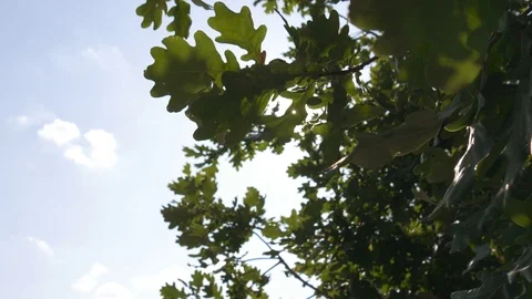 The summer sun rays shining through the ... | Stock Video | Pond5