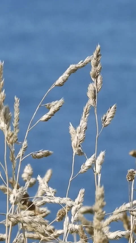 Aesthetic Summer Background Stock Videos – Royalty-Free HD & 4K Videos