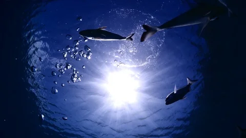 It Scenery Sun Stock Video Footage | Royalty Free It Scenery Sun Videos ...