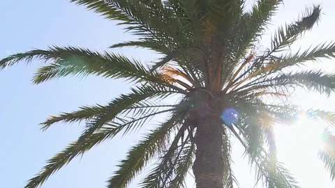 Sun Back Light Date palm tree in north A... | Stock Video | Pond5