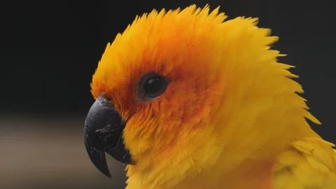Parrot Close U Stock Videos – Royalty-Free HD & 4K Videos