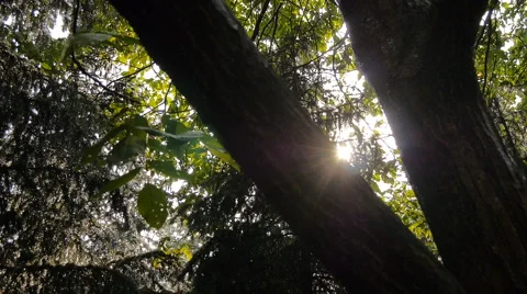 Sun hiden above the tree. Sunshine throu... | Stock Video | Pond5