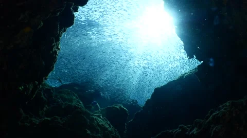 sun ray beam fish underwater surface of ... | Stock Video | Pond5