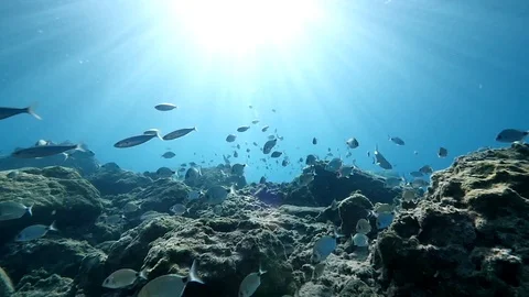 sun rays beam shine underwater fish arou... | Stock Video | Pond5